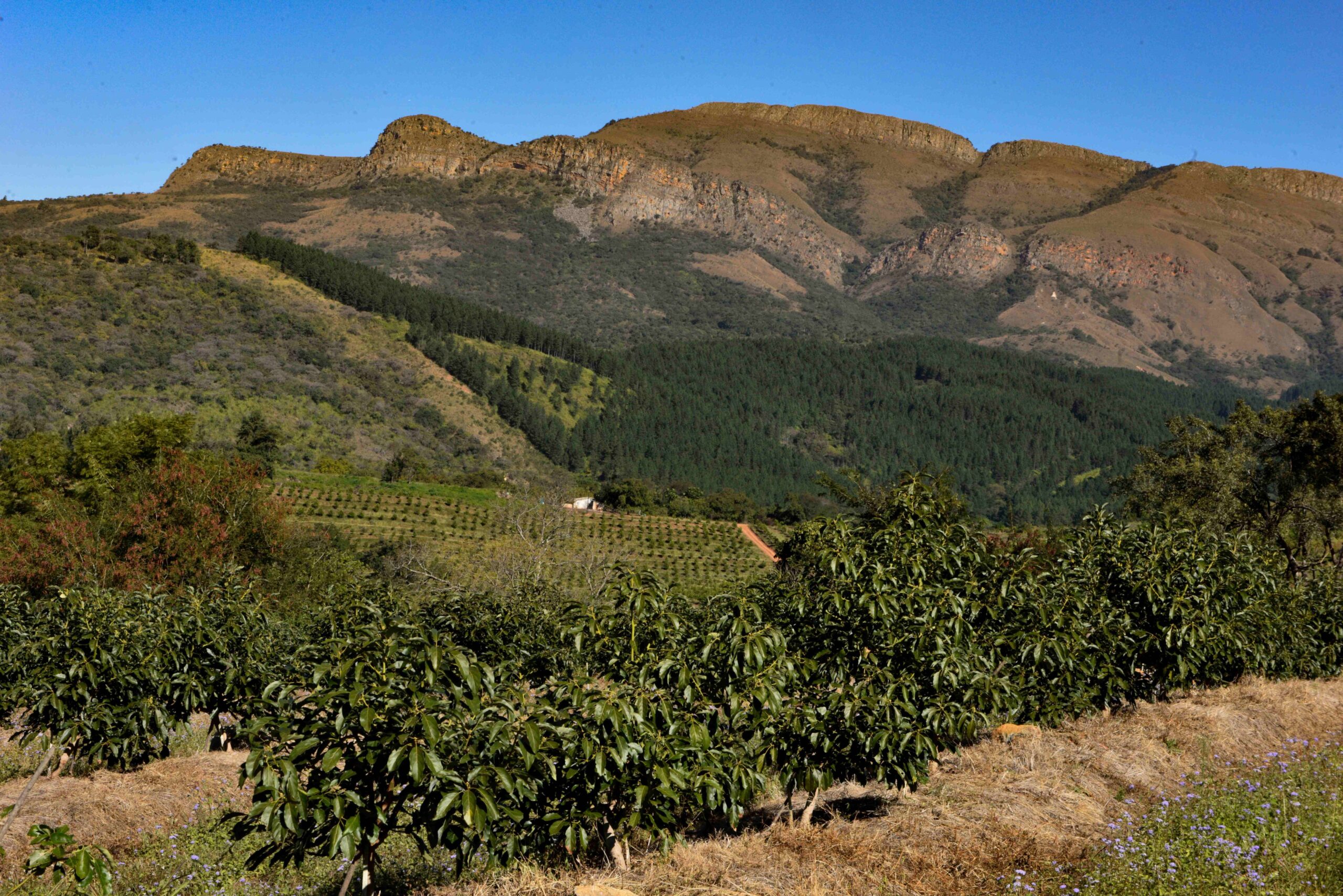 Stronger CPA Governance Will Unlock the Promise of Land Reform - Sub ...