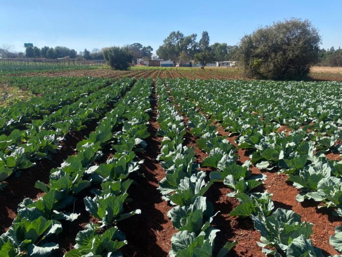 Alapala Upgrades Wheat Flour Mill in Cameroon to 300 TPD Capacity ...